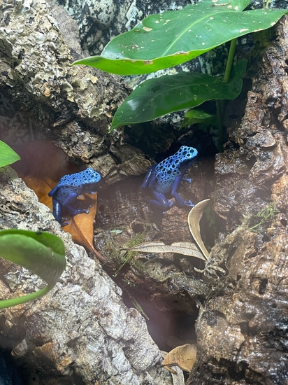 D.Tinc Azureus Dyeing Dart Frog by Ultramarine Reptile