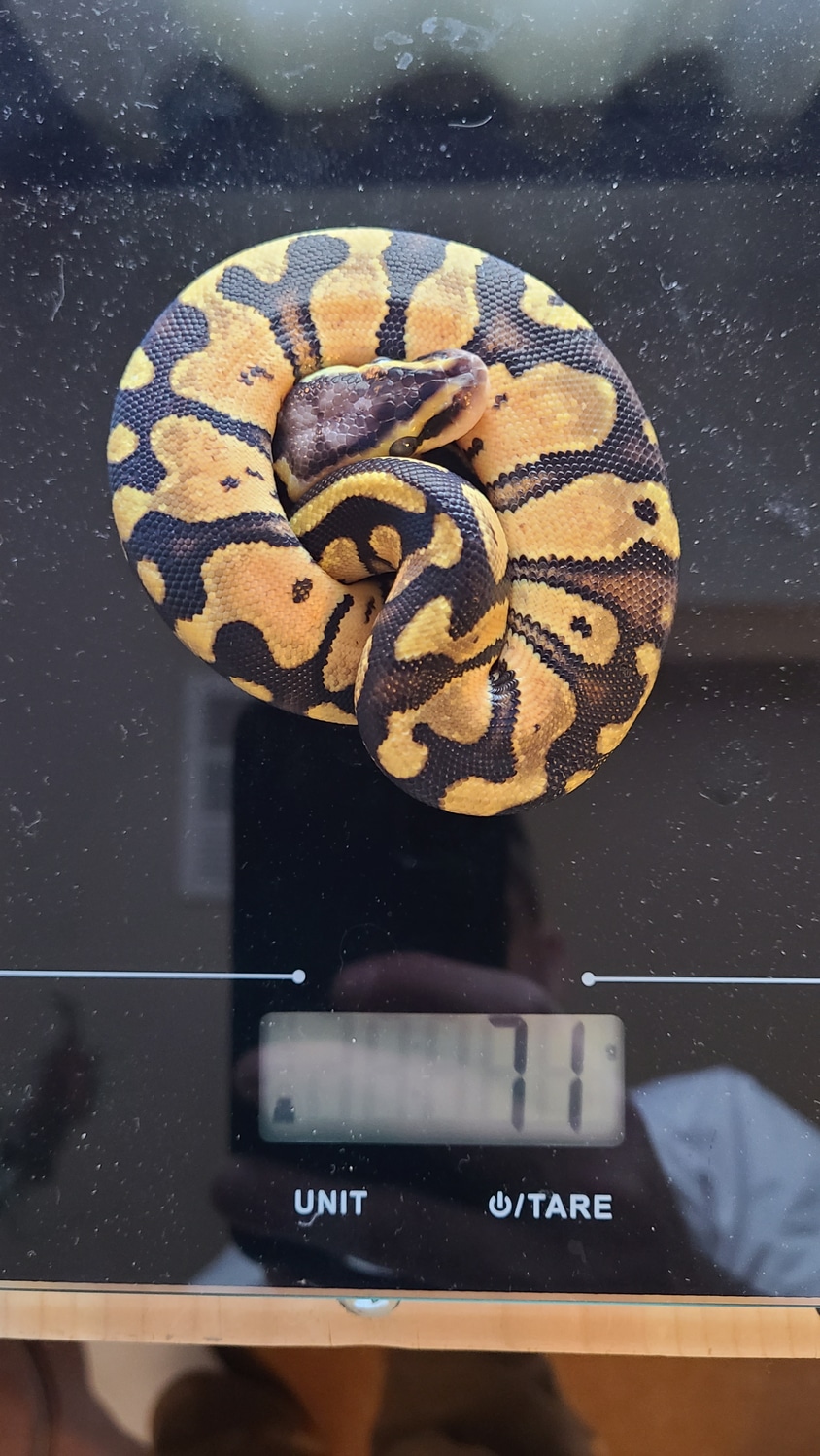 Pastel 66% Het Axanthic Vpi 50% Het Pied Ball Python by B.E.L.A ...