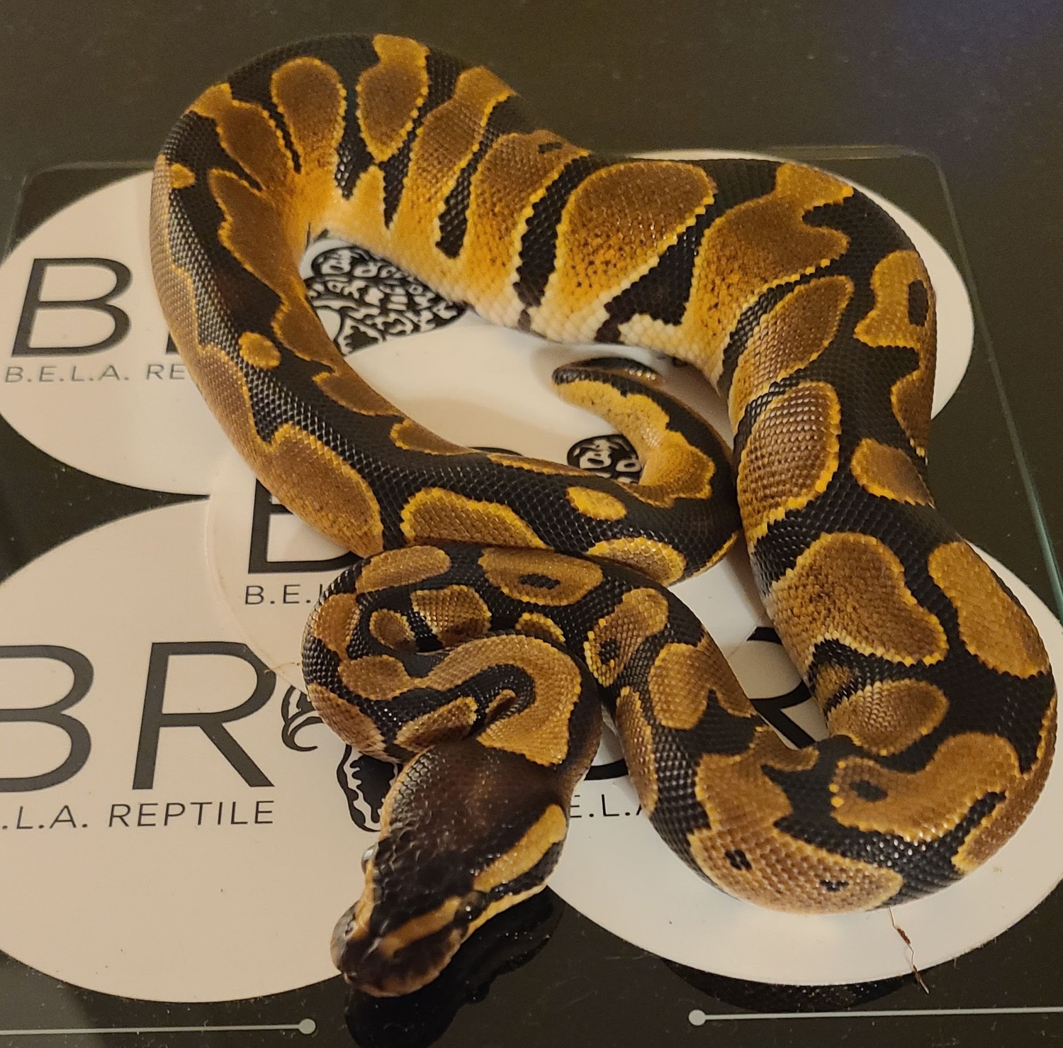 Enchi 50% Het Axanthic (VPI) 50% Het Piebald Pos Het Hypo Pos OD Ball ...