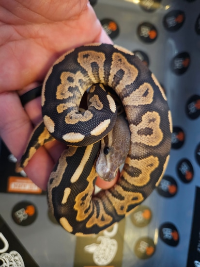 Cinnamon Fire Het Hypo Ball Python by B.E.L.A. Reptile