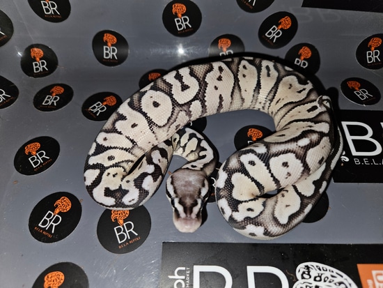 Super Pastel Axanthic (VPI) Ball Python by B.E.L.A. Reptile