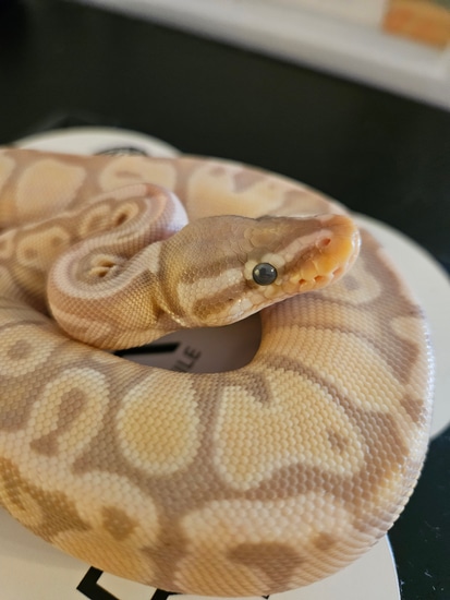 Banana Axanthic (VPI) 66% Het Piebald Pos Pastel Ball Python by B.E.L.A ...