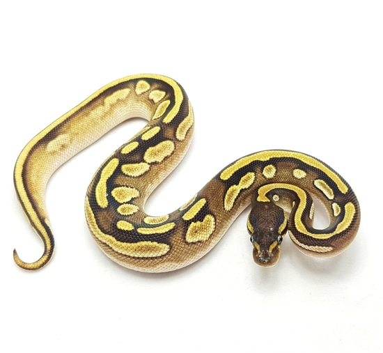 Mojave Sugar Het Pied Ball Python by ProHerper