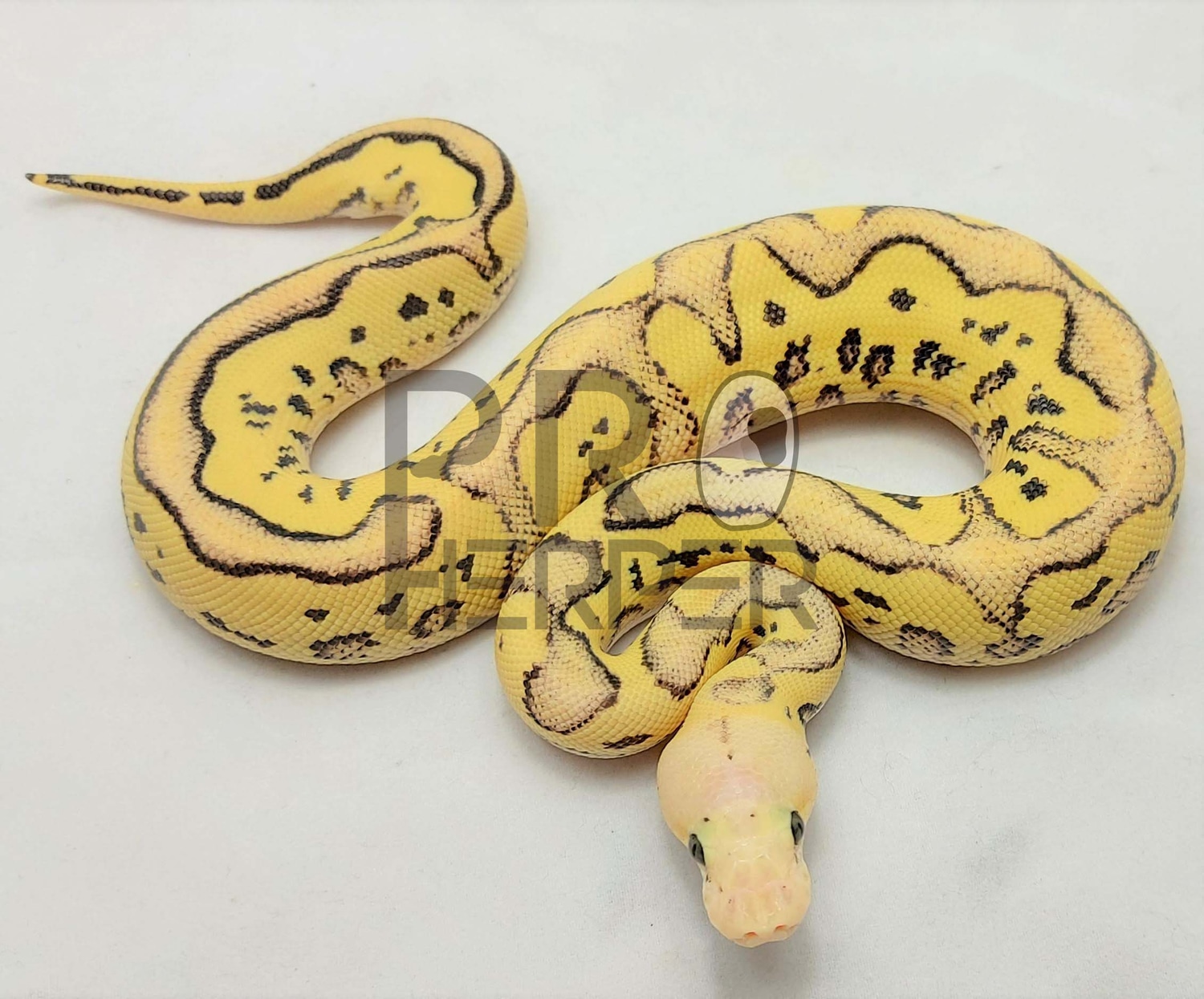 Fire Pastel Yb OD Clown Ball Python by ProHerper - MorphMarket
