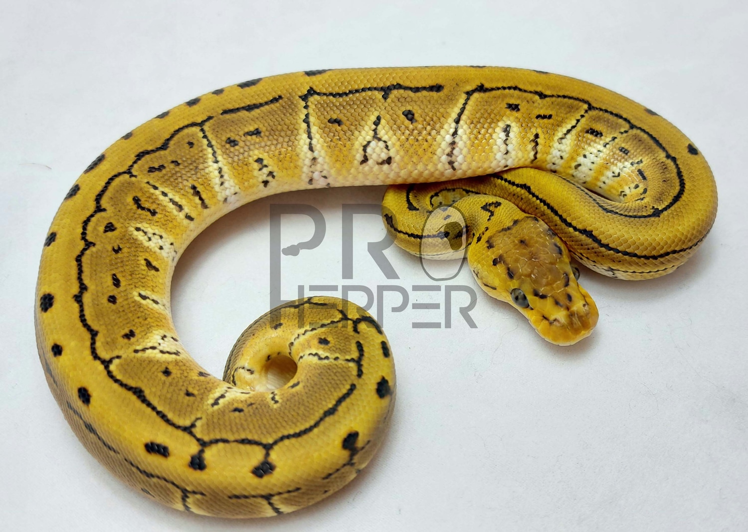 Pinstripe Gizmo Ball Python by ProHerper - MorphMarket