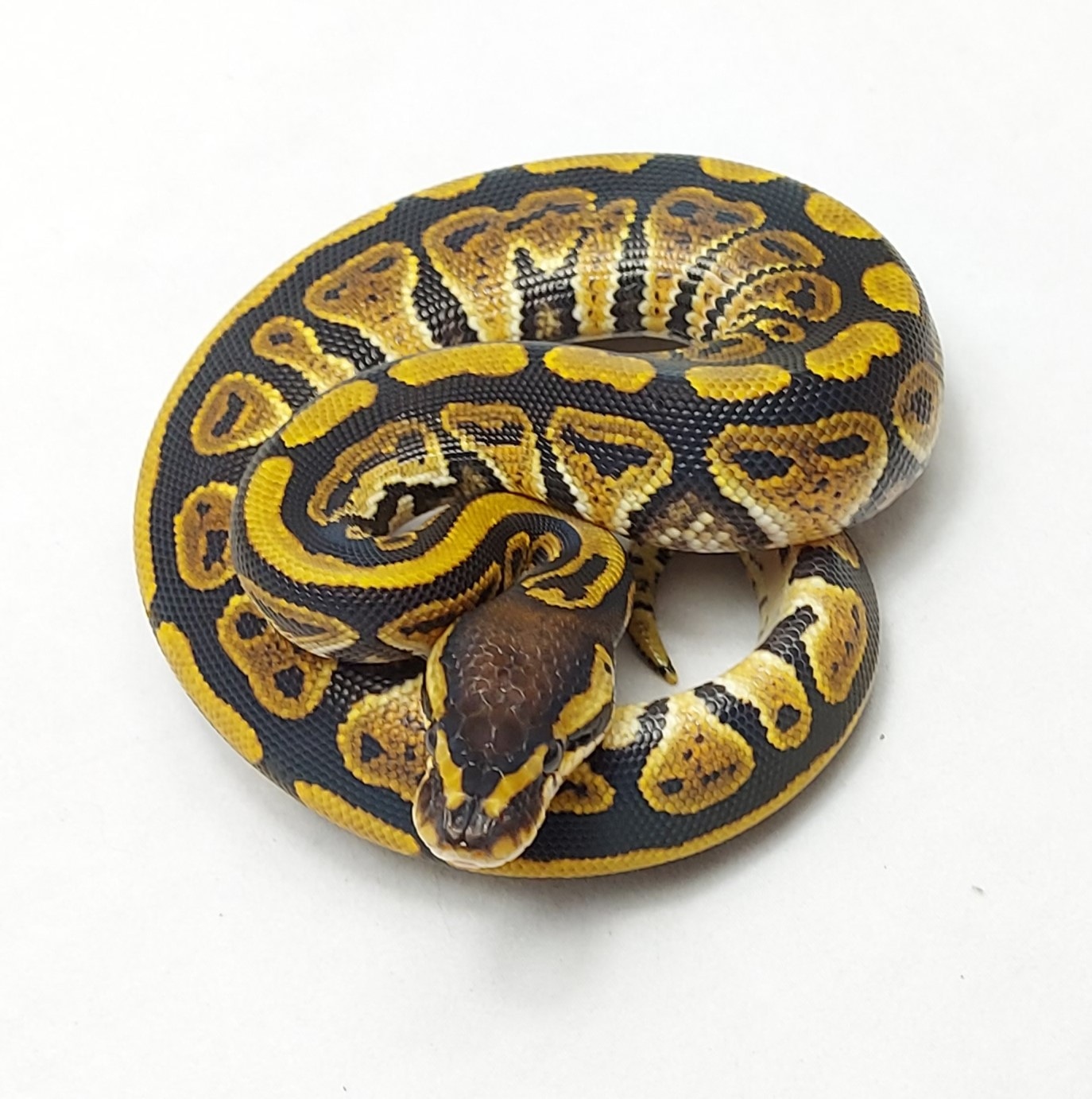 Redhead Het Clown Ball Python by ProHerper - MorphMarket