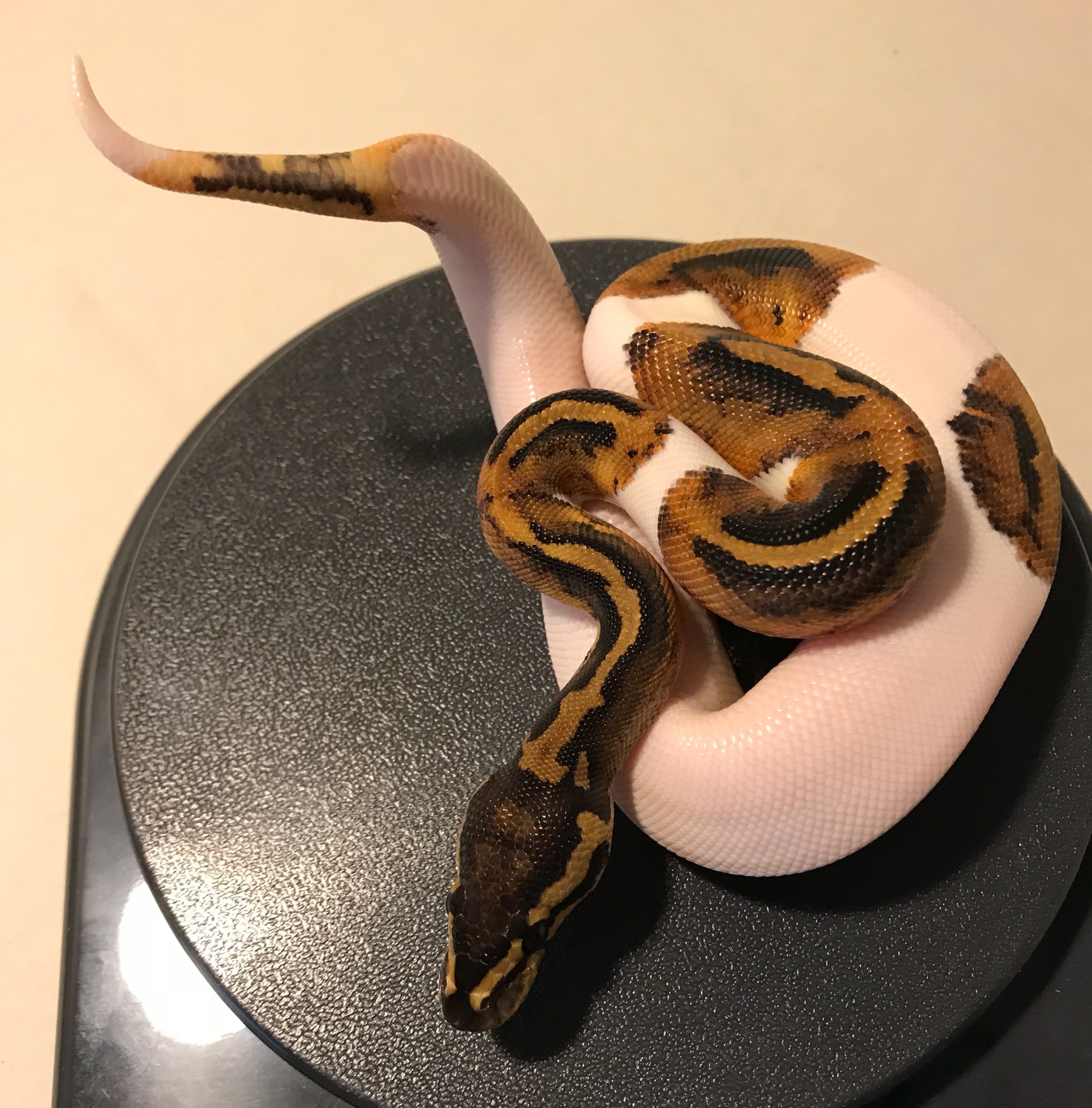 Pied Female FREE SHIPPING! Ball Python by Belgrade Ball Pythons-ASK ...