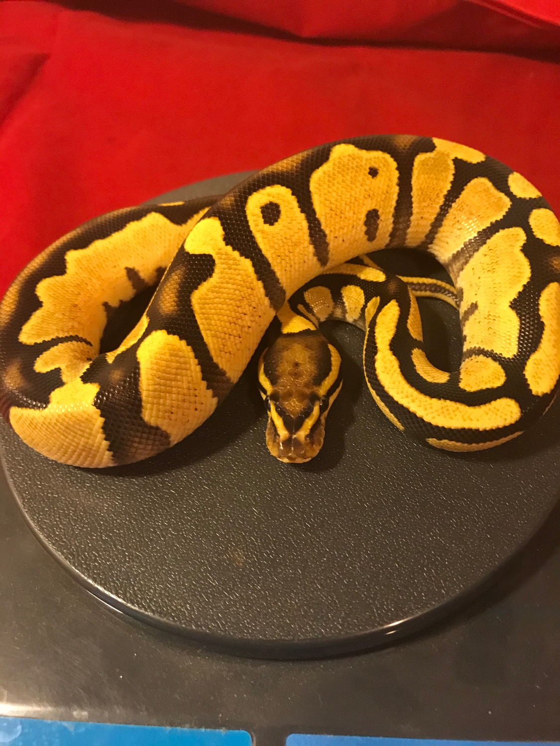Orange Dream Fire Pos/Het Pied Male Ball Python by Belgrade Ball Pythons - Payment Plans Now ...