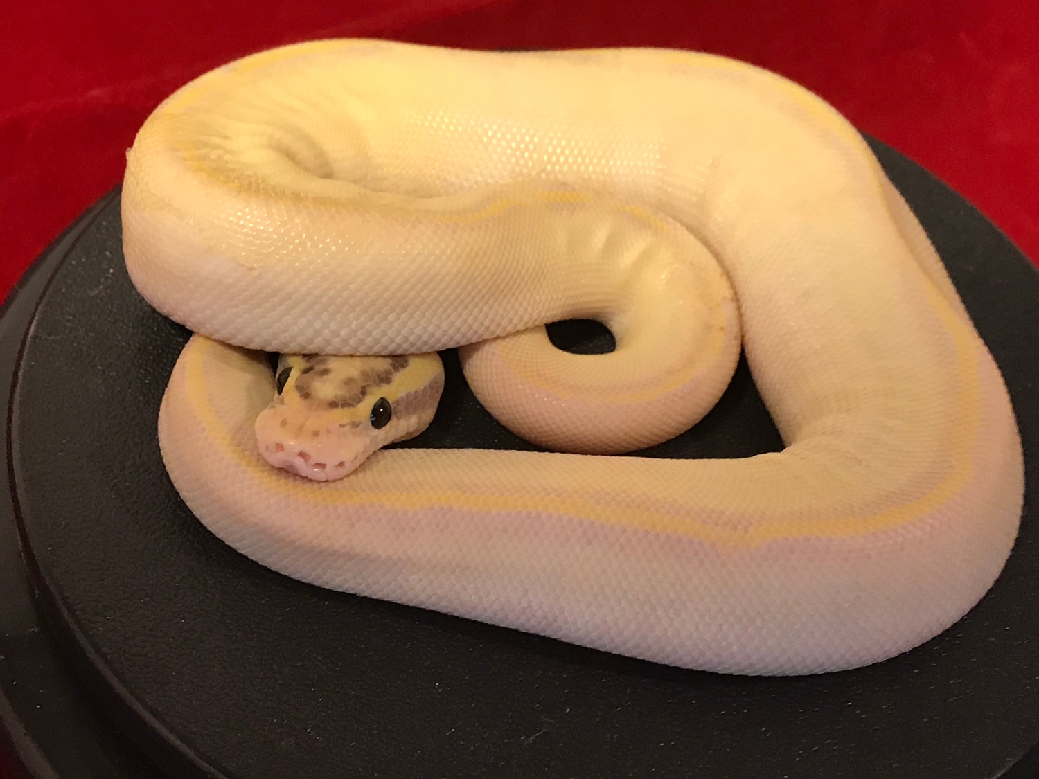 Citrus Pastel Ivory Probable Fire Ball Python by Belgrade Ball Pythons ...