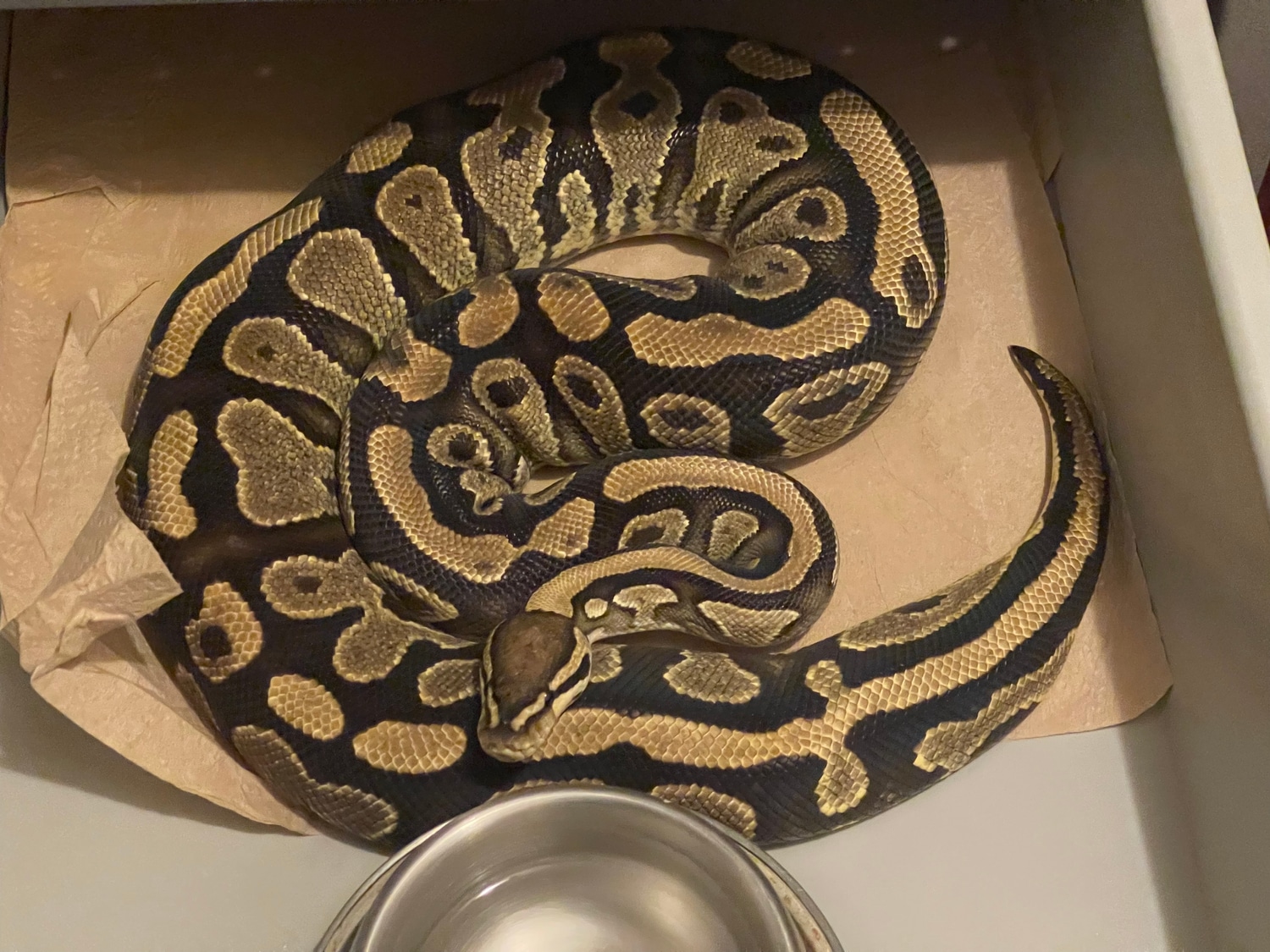 Yellowbelly Het Pied Proven Breeder Ball Python by Belgrade Ball ...