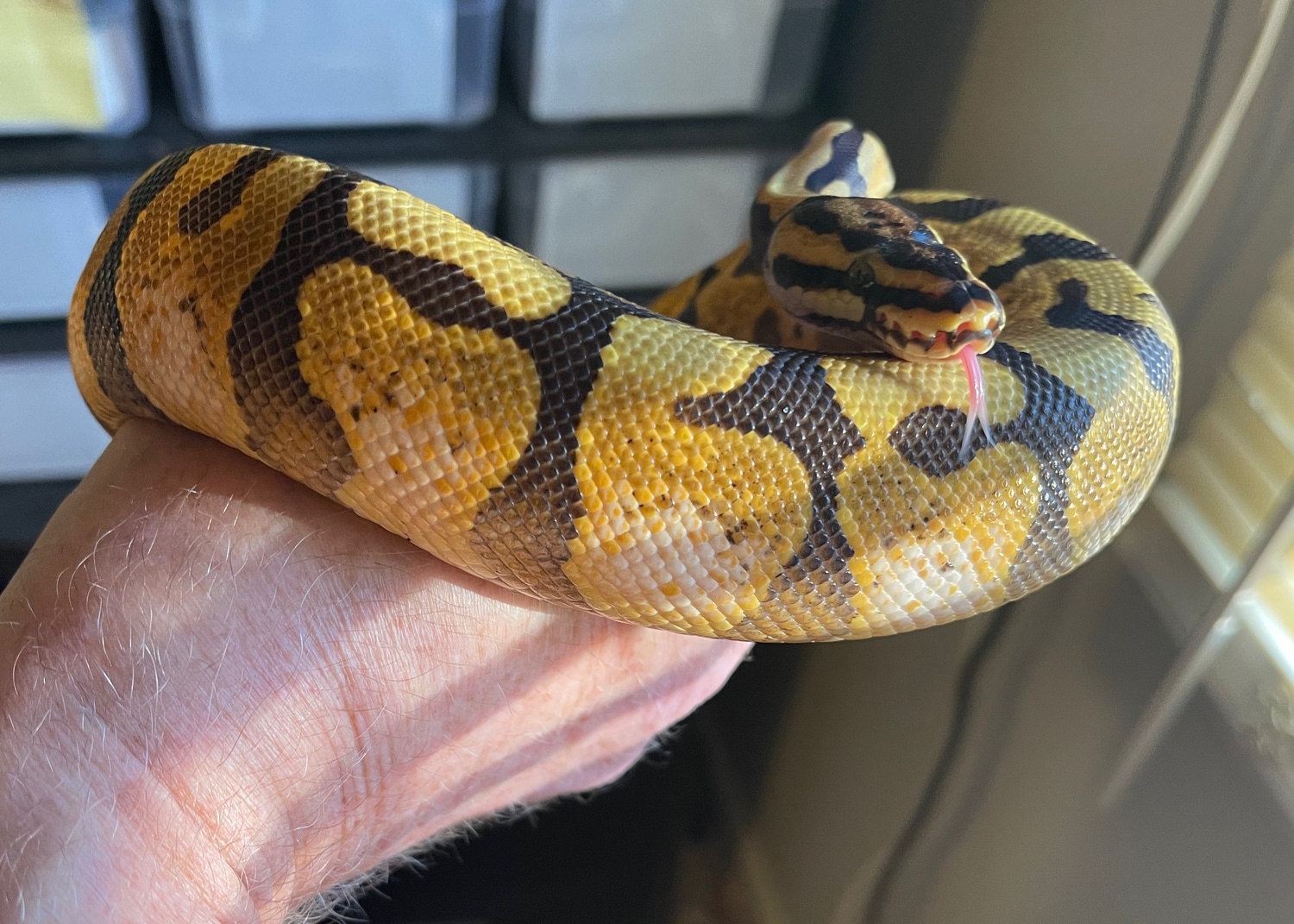 Spotnose Enchi Yellowbelly/Asphalt Ball Python by Belgrade Ball Pythons ...