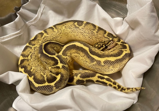 Freeway Spotnose Free Ship! Ball Python by Belgrade Ball Pythons-ASK ...