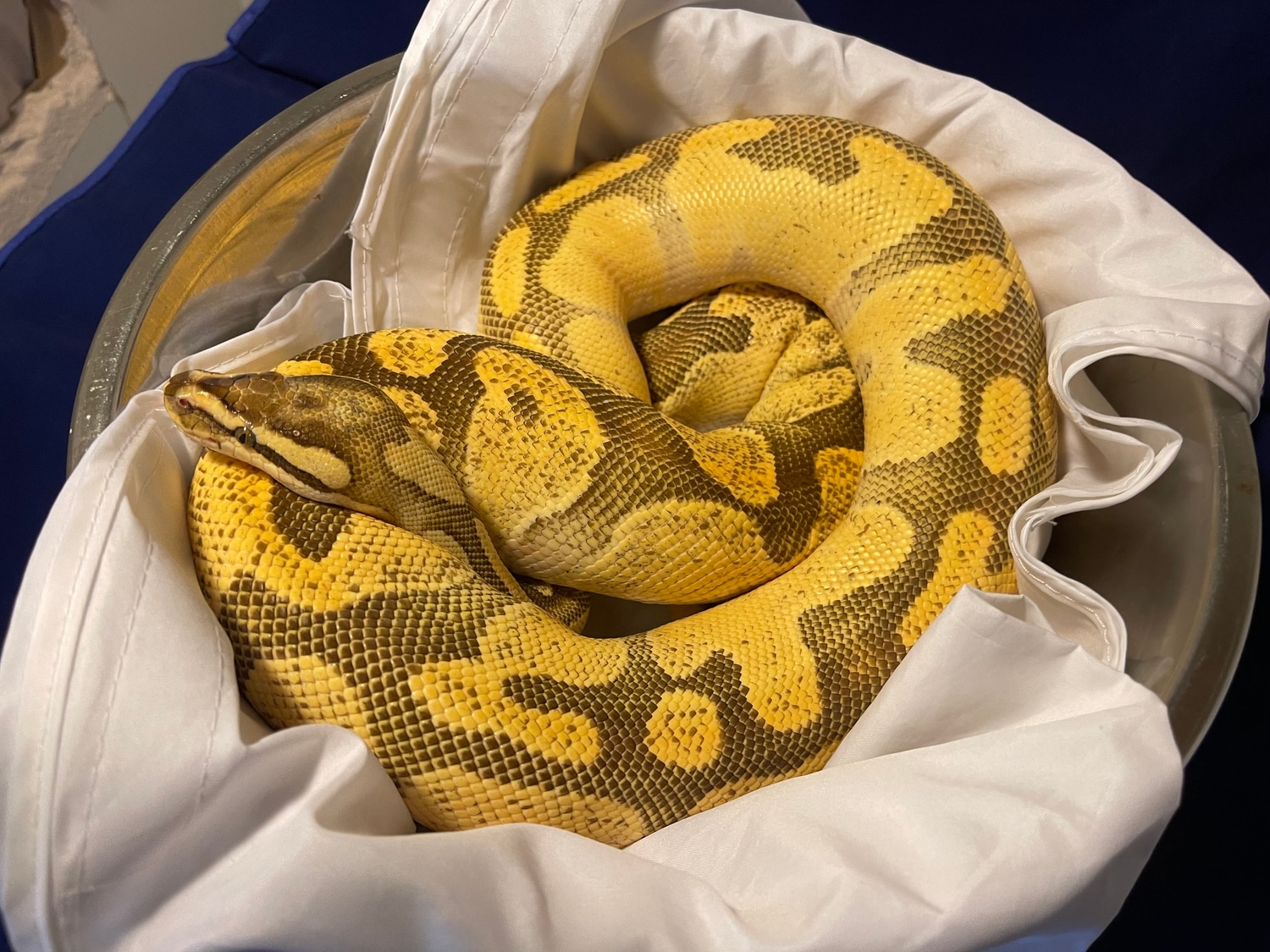 Orange Dream Enchi Fire Female RTB Ball Python by Belgrade Ball Pythons ...