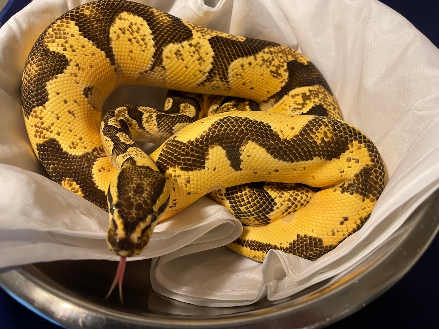 OD Enchi Fire YellowBelly Ball Python by Belgrade Ball Pythons-ASK ...