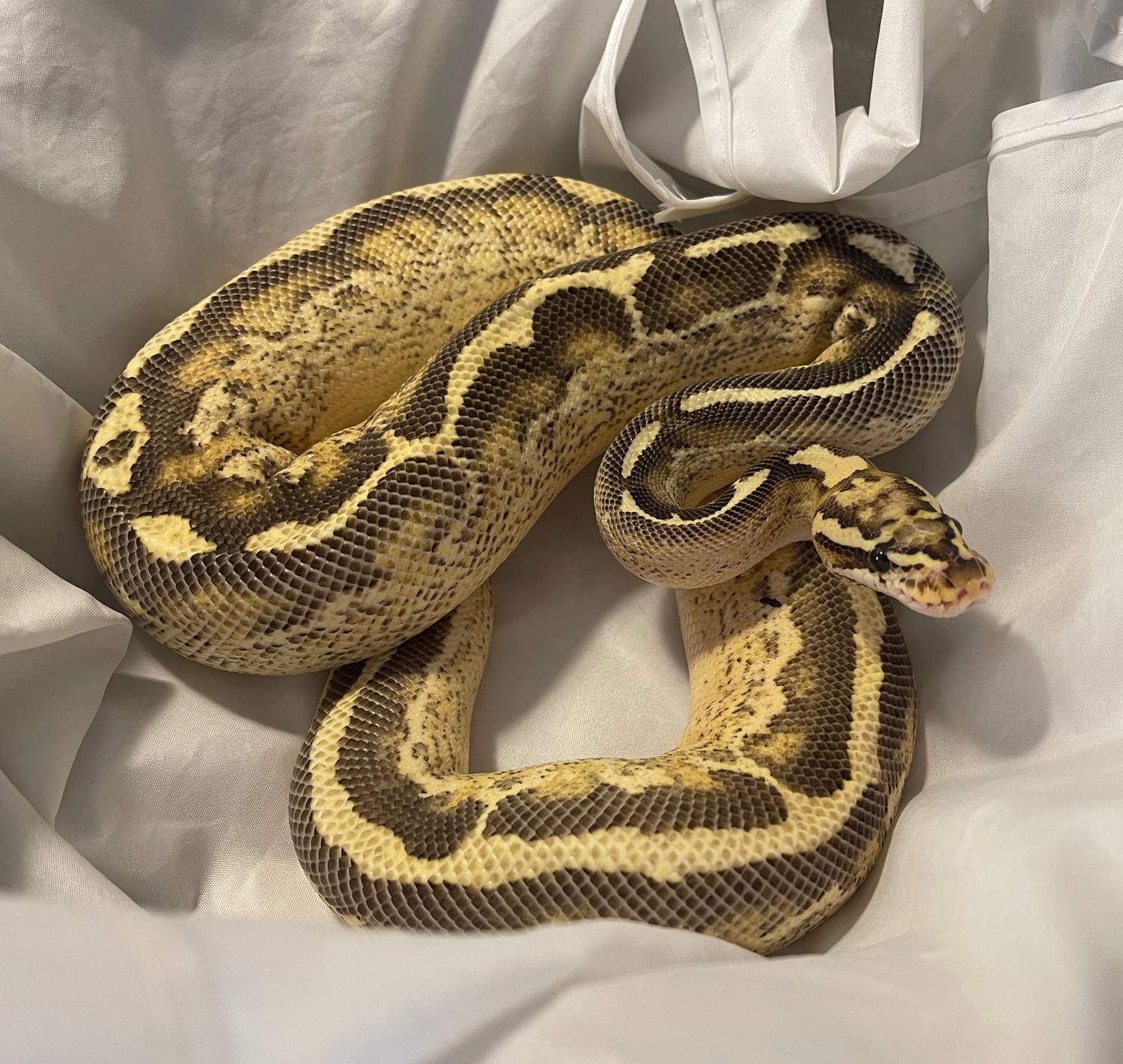 Freeway Spotnose Ball Python by Belgrade Ball Pythons - MorphMarket