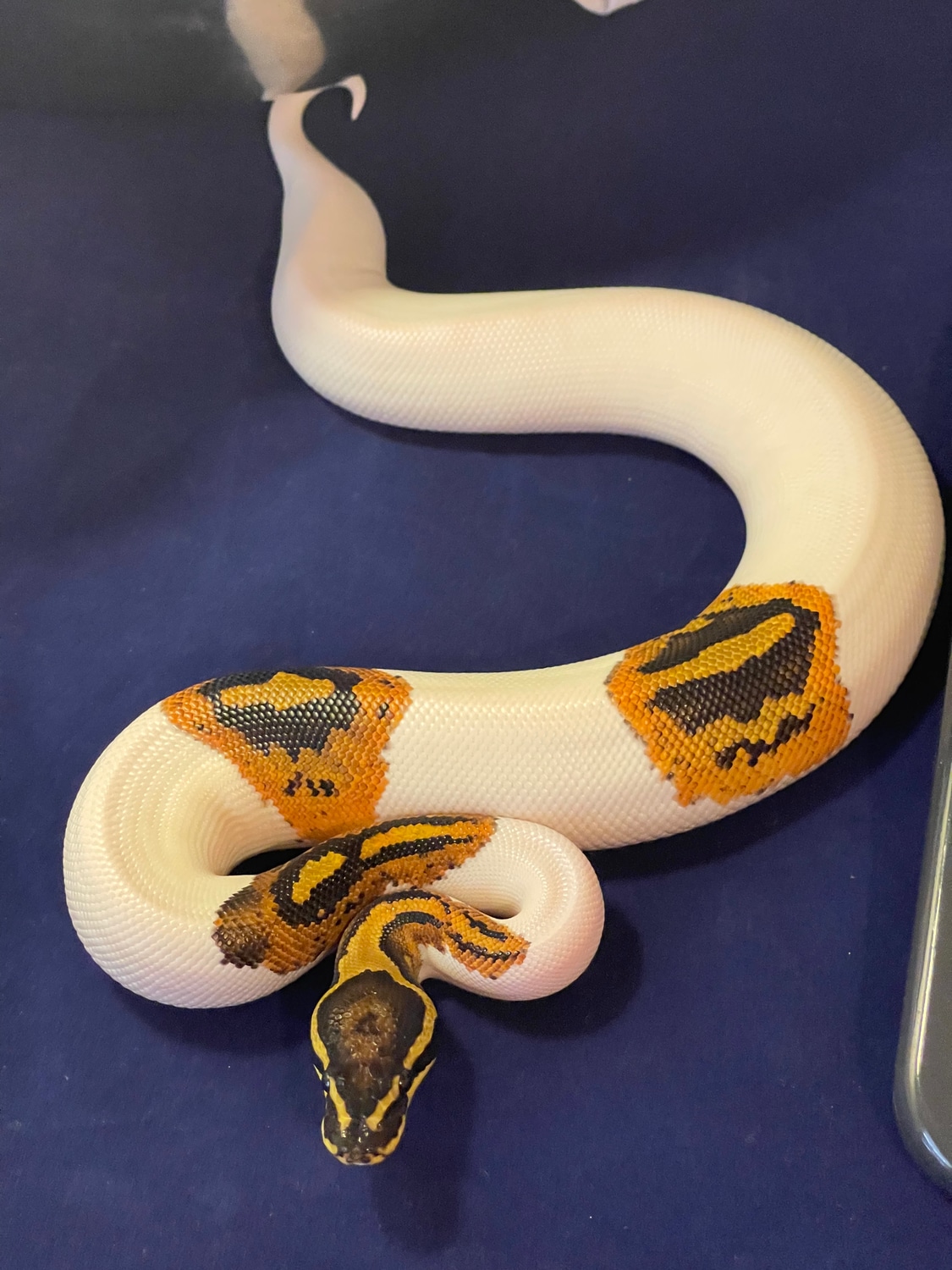 OD YB Pied Free Ship! Ball Python by Belgrade Ball Pythons-ASK ABOUT ...