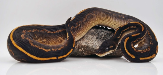 Barnhart Blk Pastel BH R/R Goblin 50% Het Hypo Ball Python by Belgrade ...