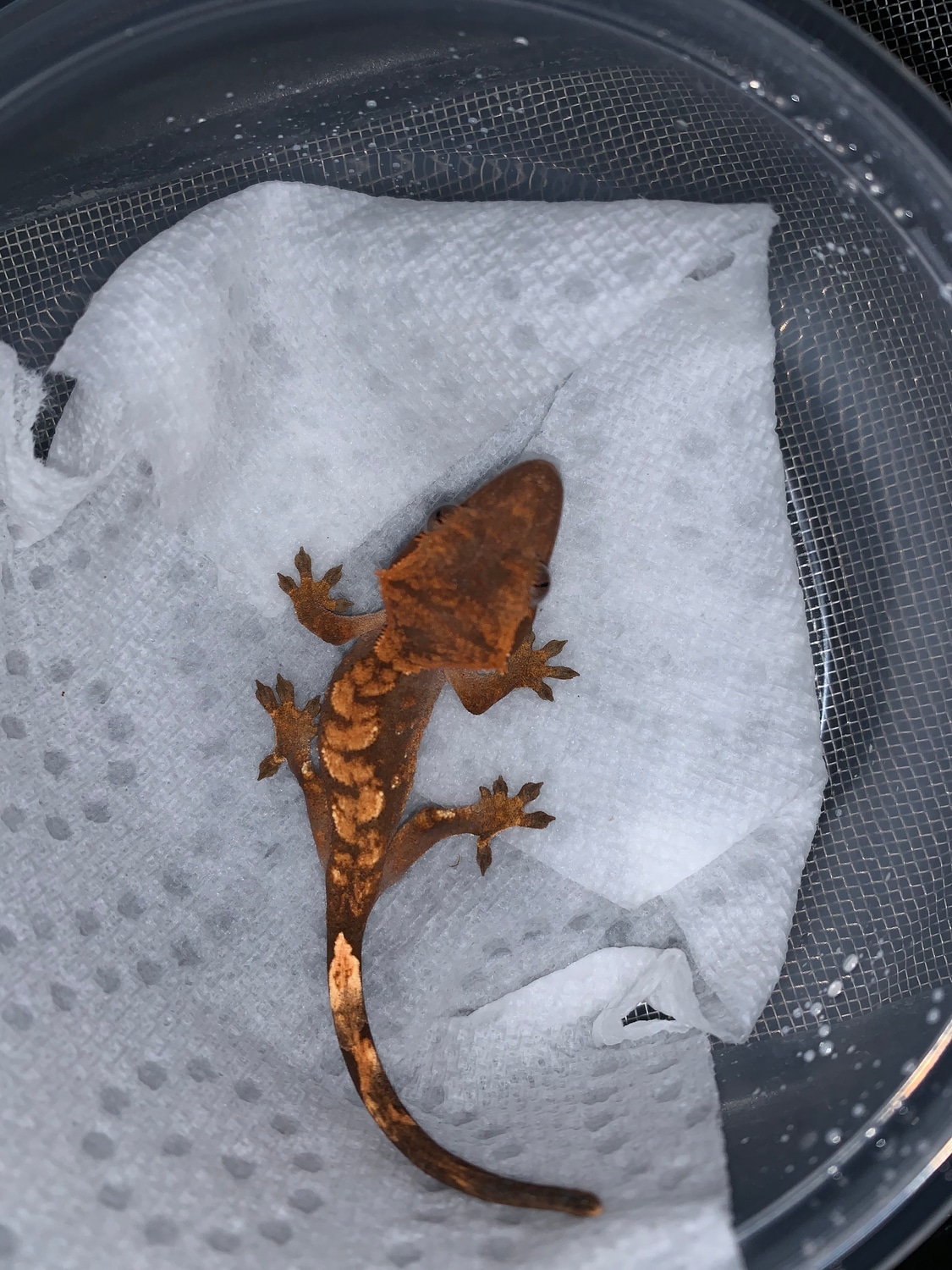 Flame Partial Pinstripe Crested Gecko by Nordic Reptiles - MorphMarket