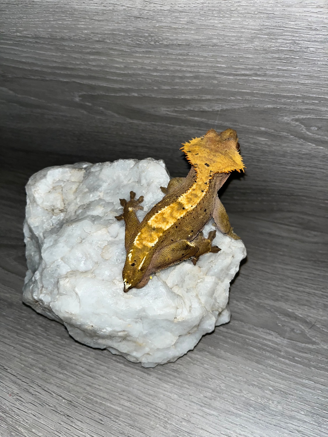 Red Flame Crested Gecko by Rayne Geckos - MorphMarket