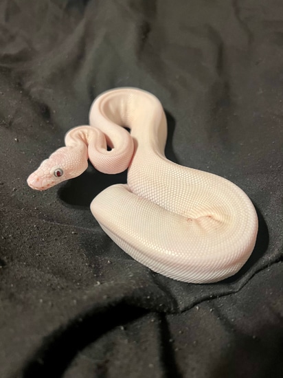 2022 Juvenile Female Blue-Eyed Lucy Ball Python by Ellis Ball Pythons