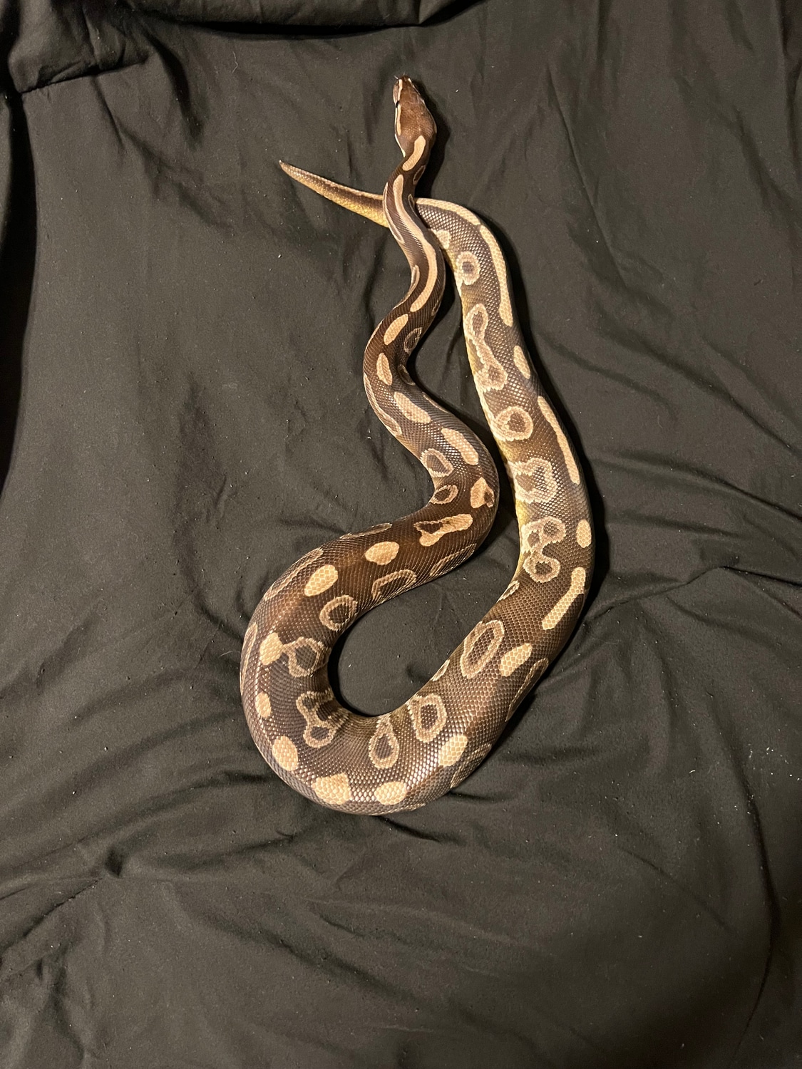 2016 Proven Male Sable Mojave Ball Python by Ellis Ball Pythons ...