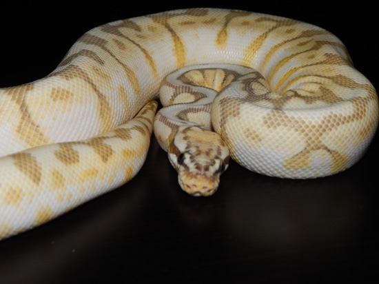 Killer Queen Bee (Possible Calico) Ball Python by BEL Morphs