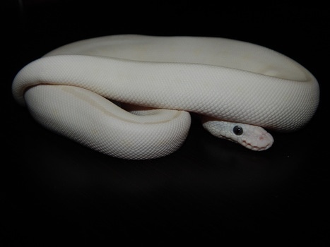 Super Bamboo Ball Python by BEL Morphs - MorphMarket