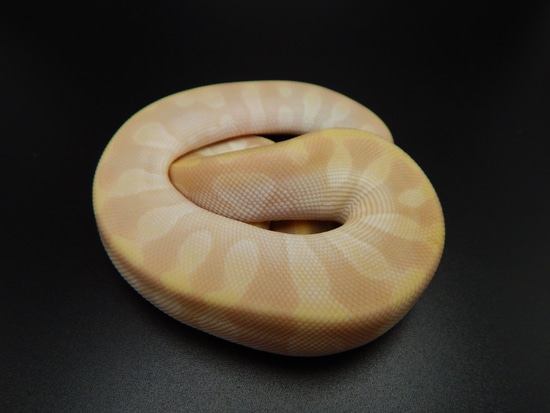 GHI/Enchi/Special/Mojave Ball Python by BEL Morphs