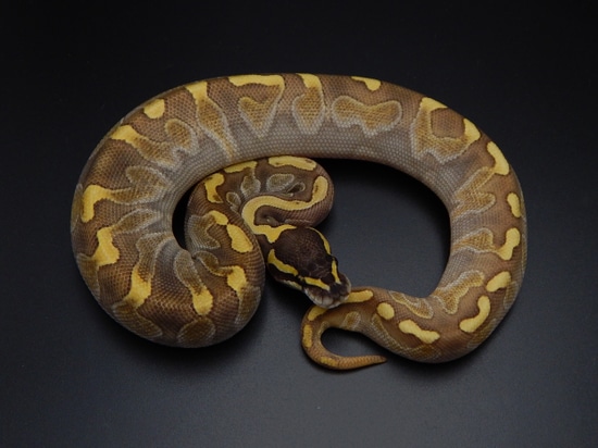 GHI Enchi Special Yellow Belly Ball Python by BEL Morphs