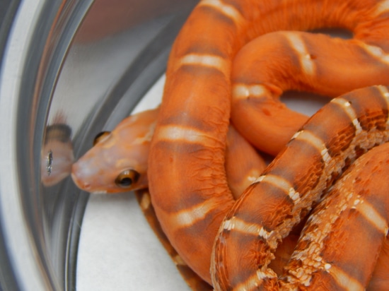 Scaleless/Hypomelanistic/66% Het Diffused Corn Snake by BEL Morphs