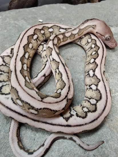 Platinum Anery Tiger 81.25% SD Reticulated Python by Ben94