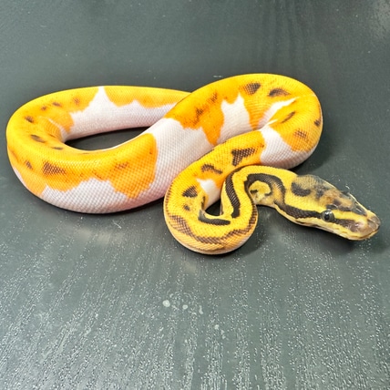 Ben_CincySnakes - MorphMarket