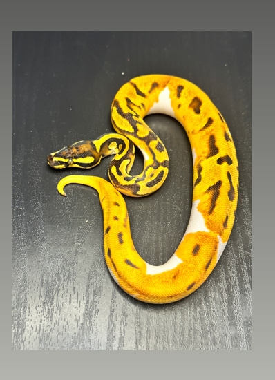 Orange Dream, Enchi, Leopard Pied Ball Python by Ben_CincySnakes