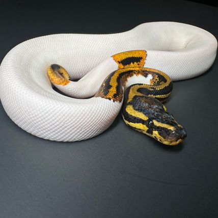 Ben_CincySnakes - MorphMarket