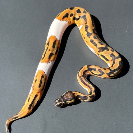 Ben_CincySnakes - MorphMarket