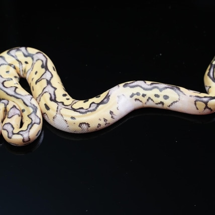 Ben_CincySnakes - MorphMarket