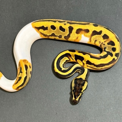 Ben_CincySnakes - MorphMarket