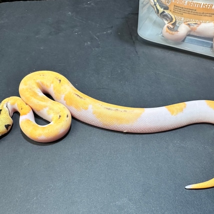 Ben_CincySnakes - MorphMarket