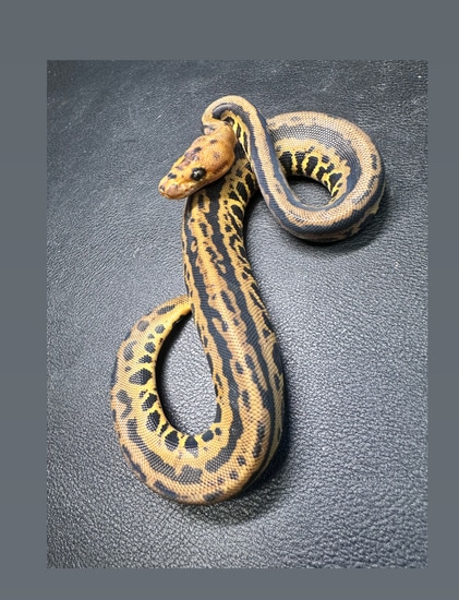 Fire Mahogany Batman Ball Python by Ben_CincySnakes