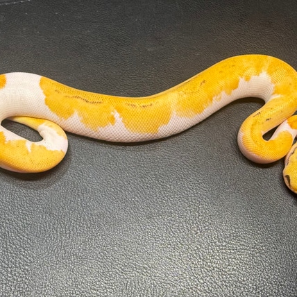 Ben_CincySnakes - MorphMarket