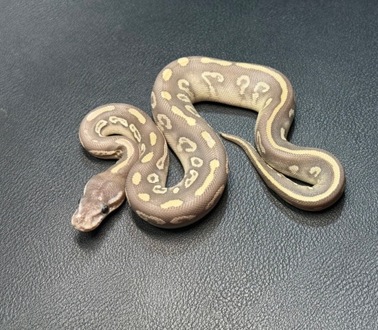 Mystic Potion Ball Python by Ben_CincySnakes