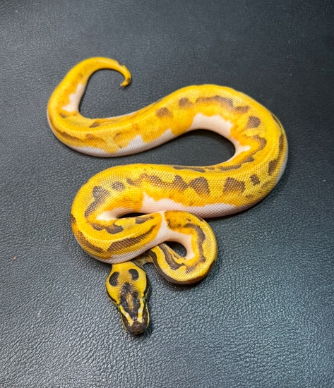 Super Enchi Orange Dream Leopard Yellowbelly Pied ( Poss Fire?) Ball ...