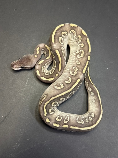 Mystic Potion Ball Python by Ben_CincySnakes
