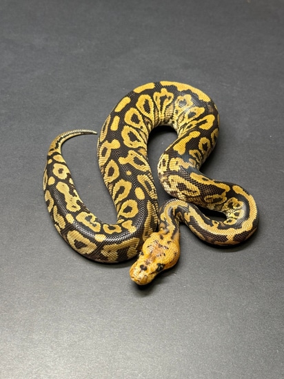 Spotnose Fire Mahogany Clown Ball Python by Ben_CincySnakes