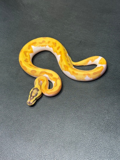 Orange Dream Super Enchi Yellowbelly Fire Pied Ball Python by Ben ...