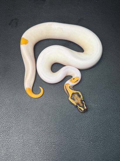Orange Dream Leopard Fire Poss Yellowbelly Pied Ball Python by Ben ...