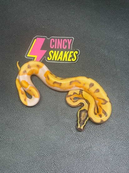 Super Orange Dream Super Enchi Fire Pied ( Poss Yb) Ball Python by Ben ...
