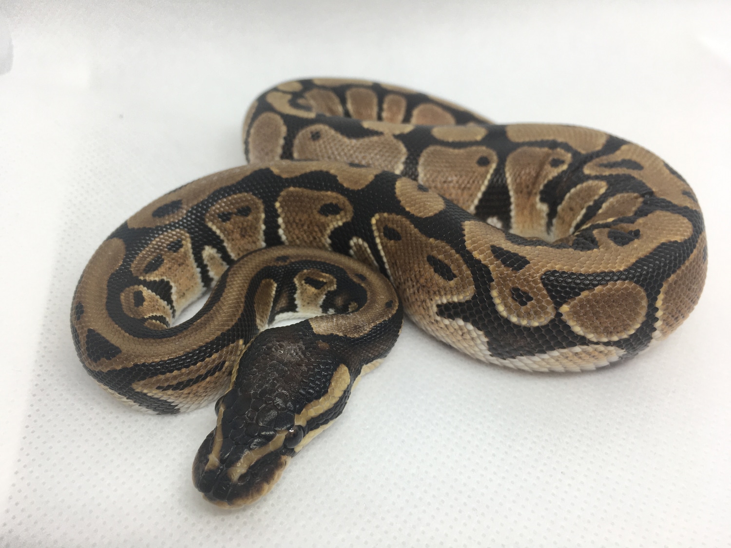 Normal Male 66% Het Snow Ball Python by BPBP - MorphMarket