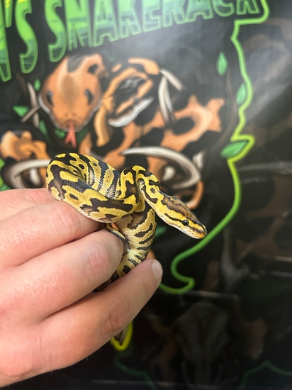Fire Crypton Ball Python by Infinity Morphs