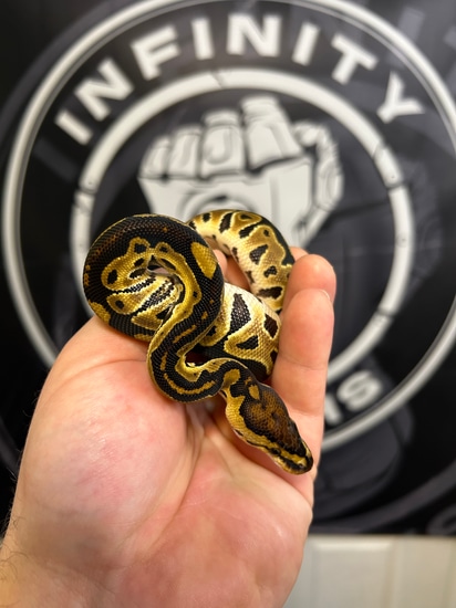 Crypton Ball Python by Infinity Morphs
